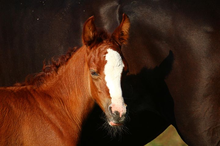 300+ Free Baby Horse & Foal Photos - Pixabay