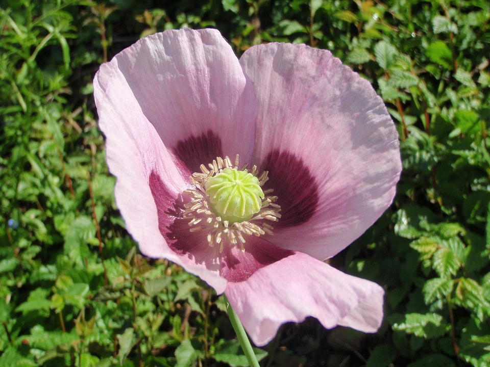 Opium Poppy Blossom Bloom - Free photo on Pixabay - Pixabay