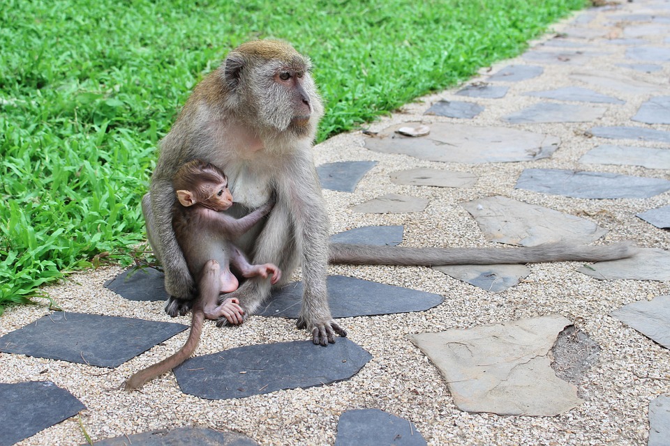 Monkey Wild Animal - ภาพฟรีบน Pixabay - Pixabay