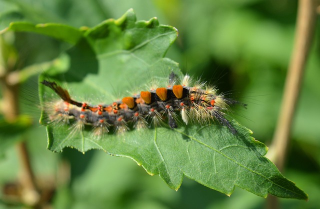Chenille Feuille - Photo gratuite sur Pixabay - Pixabay