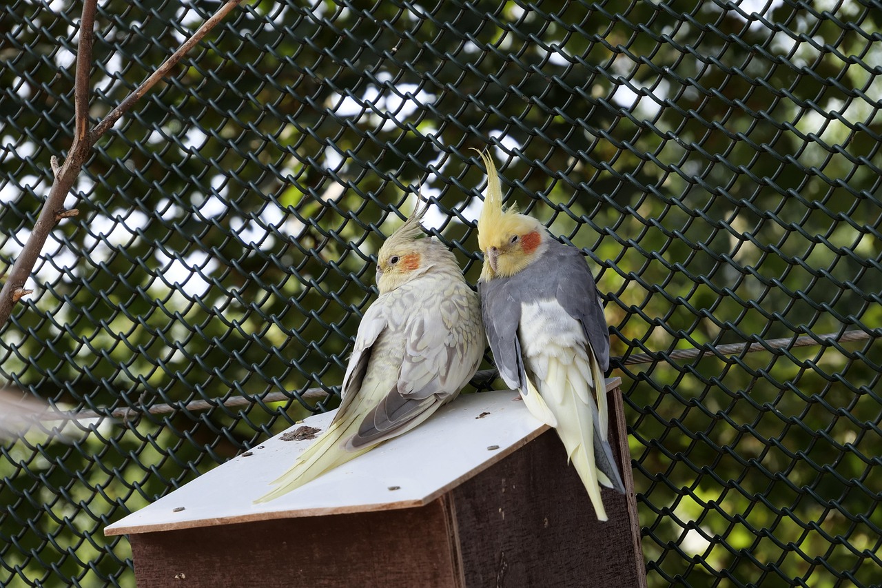 100+ Free Cockatiels & Bird Images - Pixabay