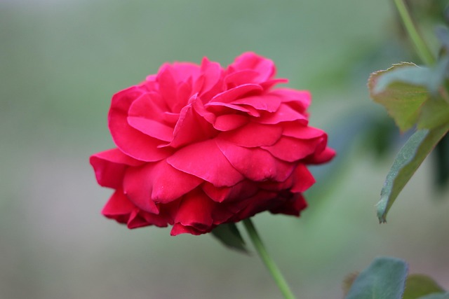 Rosa Roja Bloom Flor - Foto gratis en Pixabay - Pixabay