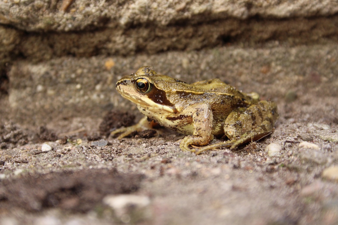 3,000+ Free Anfíbio & Frog Images - Pixabay