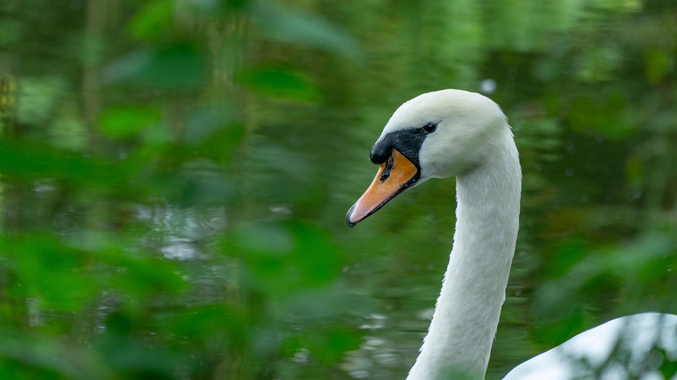 Swan River Water - Free photo on Pixabay