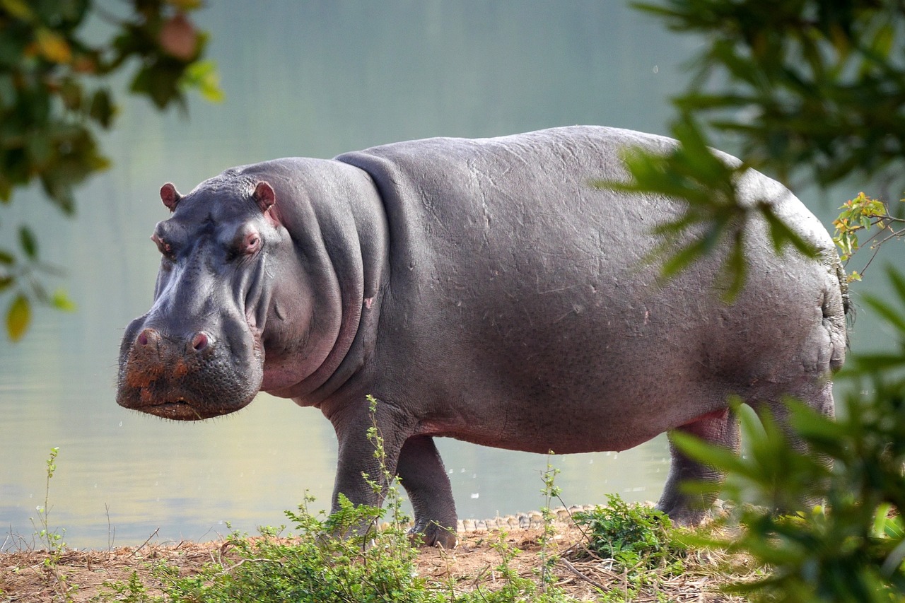 10 000 Free Funny Hippo Hippo Images Pixabay