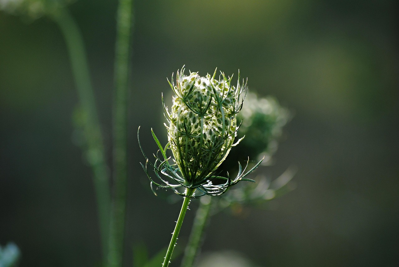 Bunga Tanaman Bidang - Foto gratis di Pixabay - Pixabay