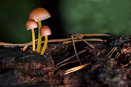 Sopper Mushroom Brown · Gratis foto på Pixabay