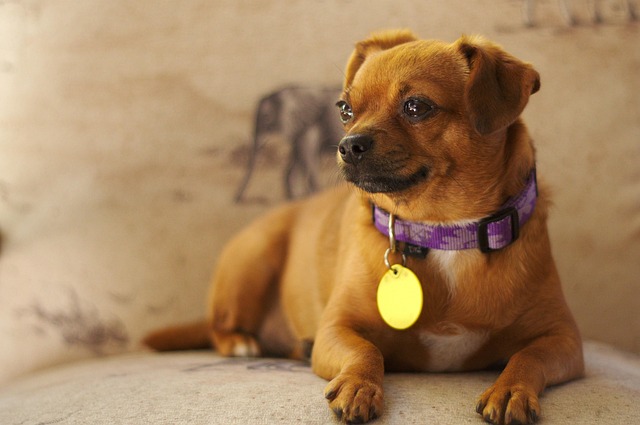 Cachorro Retrato Bicho De - Foto gratuita no Pixabay - Pixabay