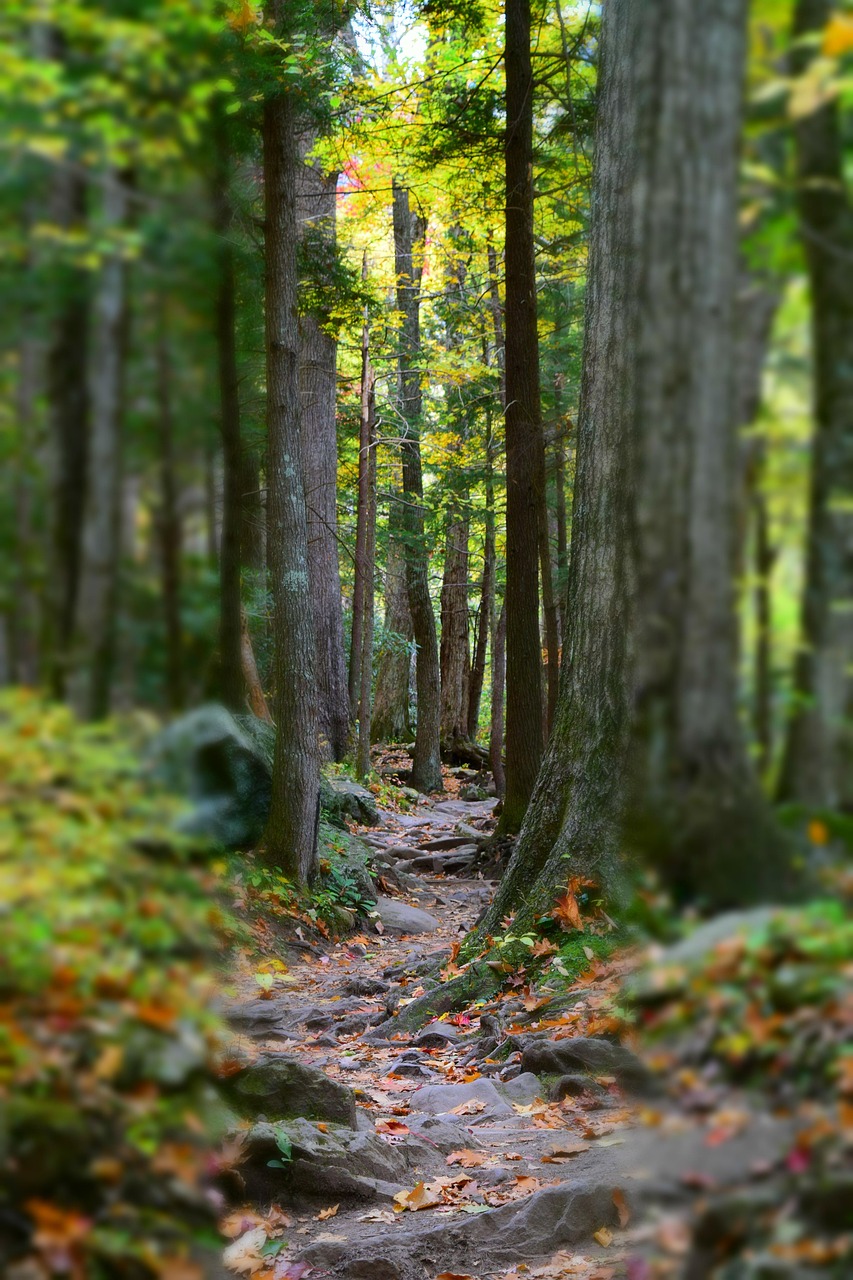 Smokey Mountains Hiking Fall - Free photo on Pixabay