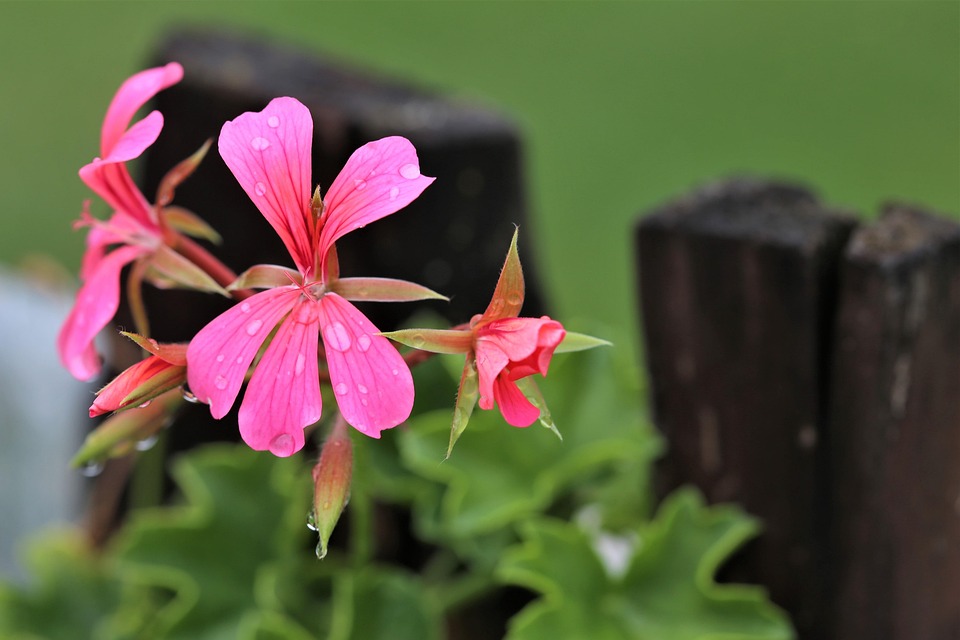 Pinke Blume Pelargonie Nach Dem - Kostenloses Foto auf Pixabay