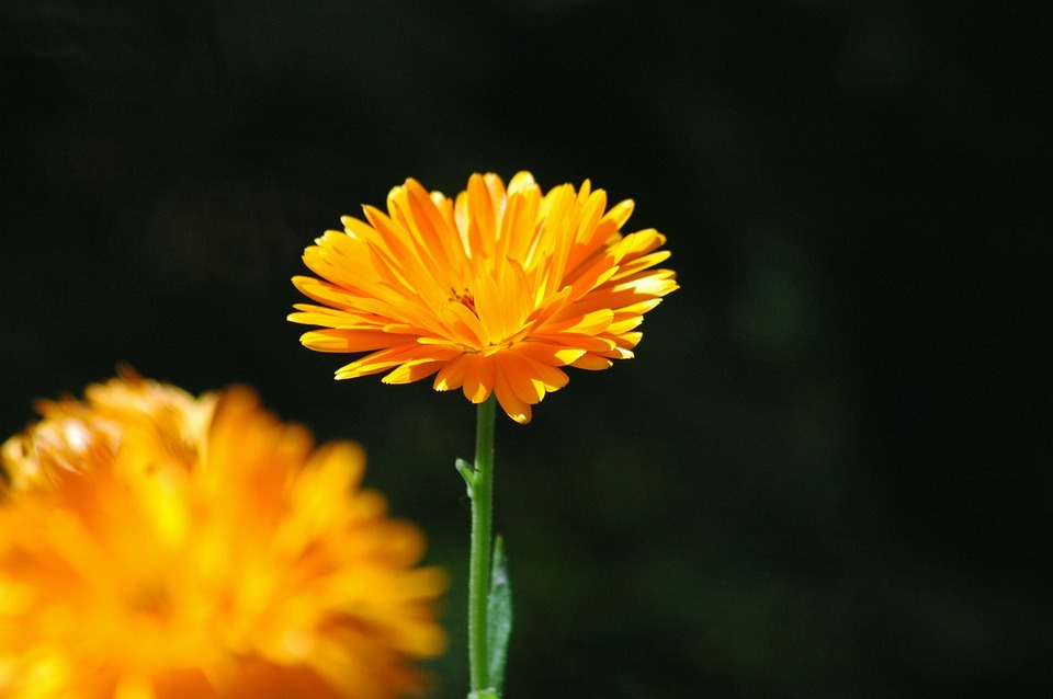 Flower Orange Yard - Free photo on Pixabay - Pixabay