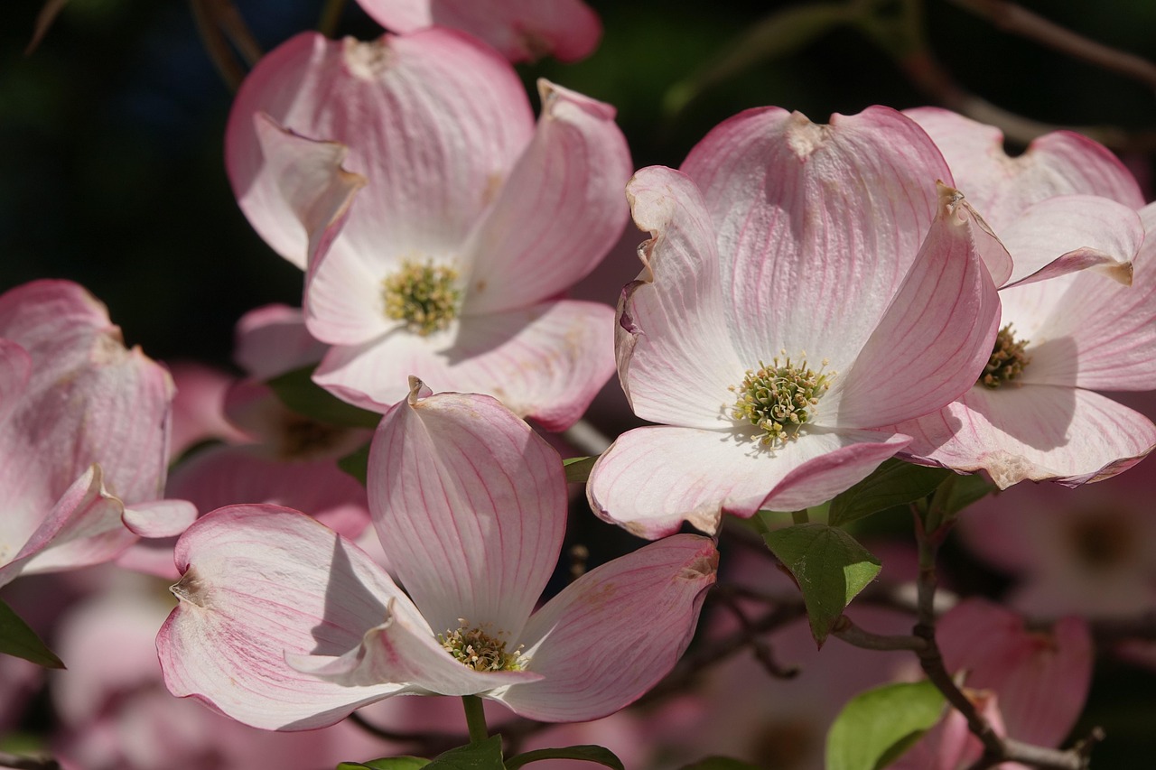 100+ Free Crabapple & Nature Images - Pixabay