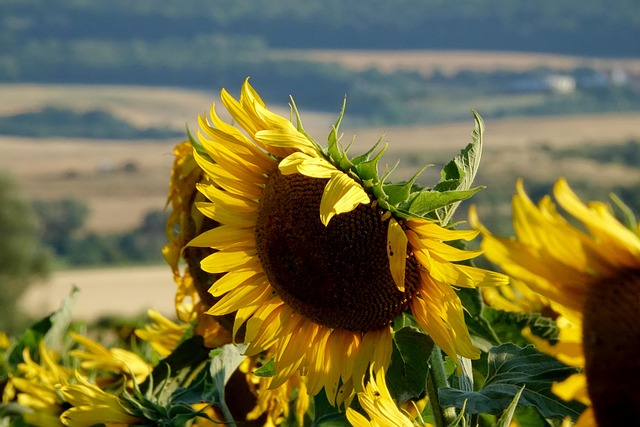Summer Sunflowers Pleasure Free Photo On Pixabay Pixabay