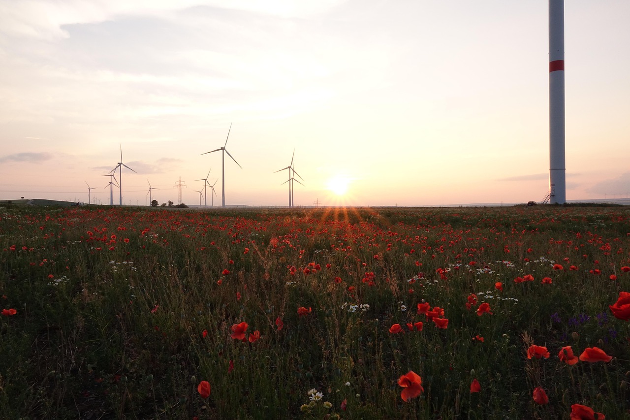 Mohnfeld Sonnenuntergang Mohn - Kostenloses Foto auf Pixabay - Pixabay