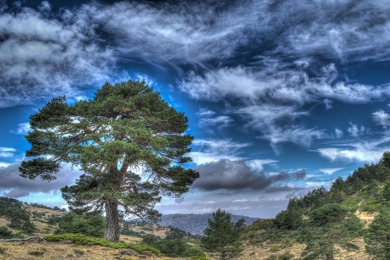 Arbol Paisaje Naturaleza - Foto gratis en Pixabay Arbol Paisaje Naturaleza - Foto gratis en Pixabay
