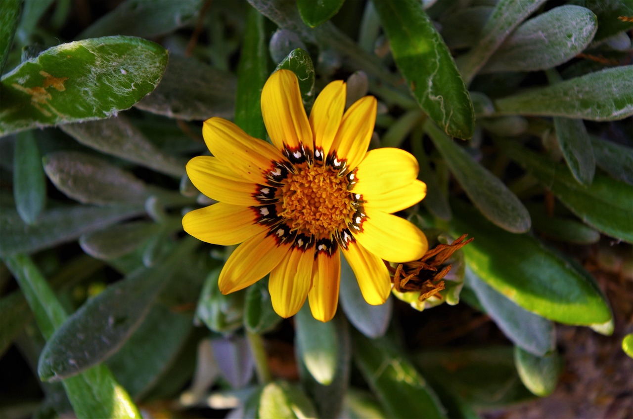 Bloem Gele - Gratis foto op Pixabay - Pixabay