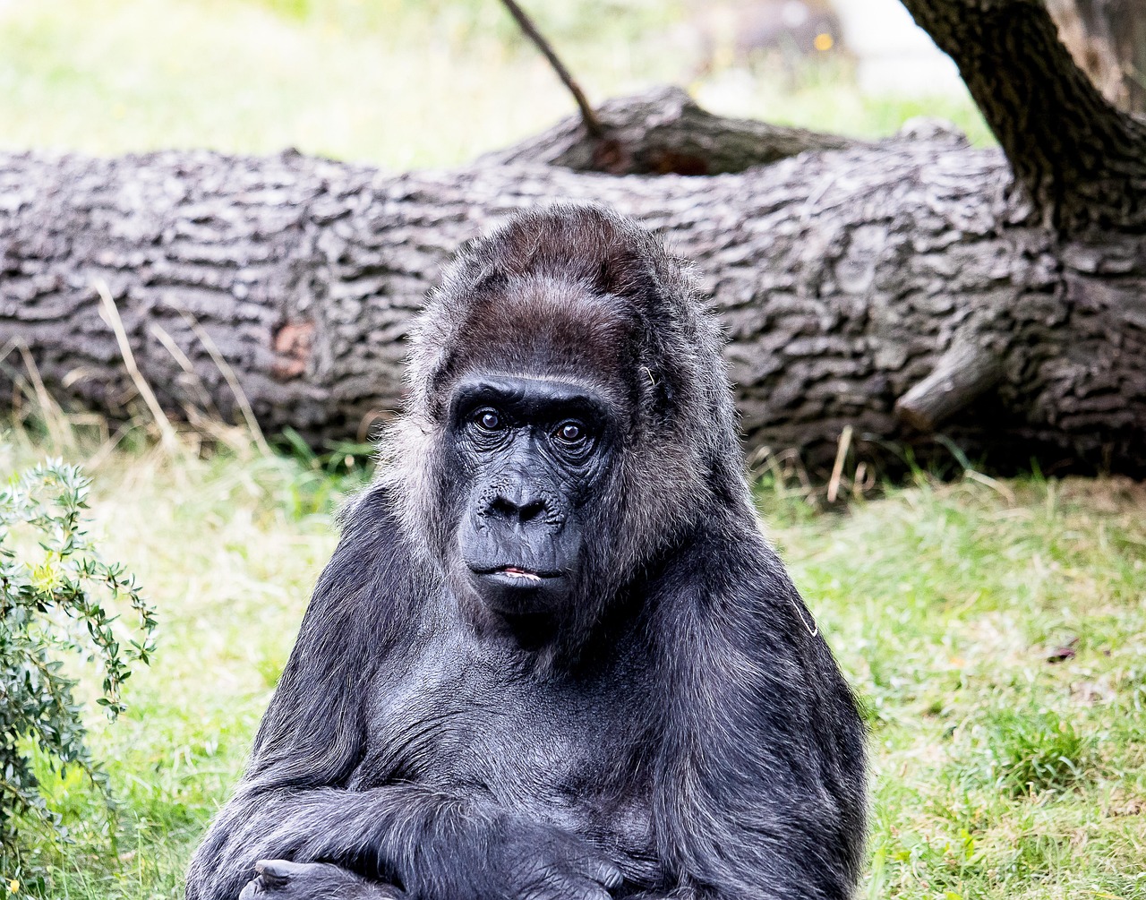 Gorilla Animal Mammal - Free photo on Pixabay