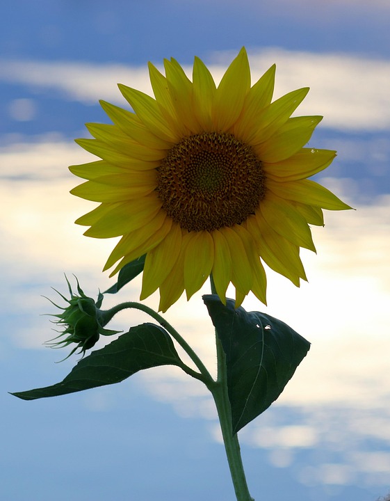 Tournesol Jaune Fleur - Photo gratuite sur Pixabay - Pixabay