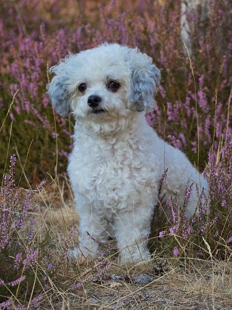 Chien Bolonka Mignonne Animal - Photo gratuite sur Pixabay - Pixabay
