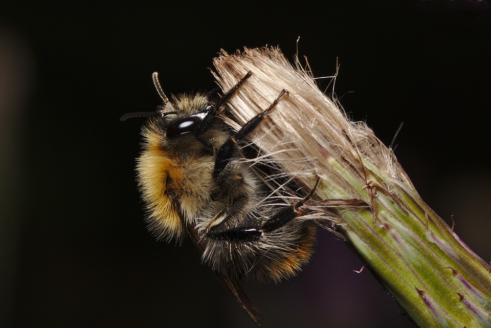 Hummel Sommer Insekt - Kostenloses Foto auf Pixabay - Pixabay