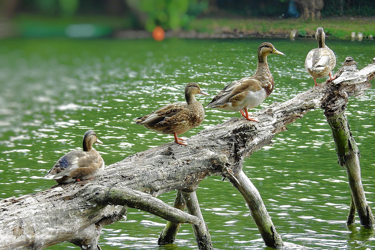 Ducks Tree Birds - Free photo on Pixabay - Pixabay