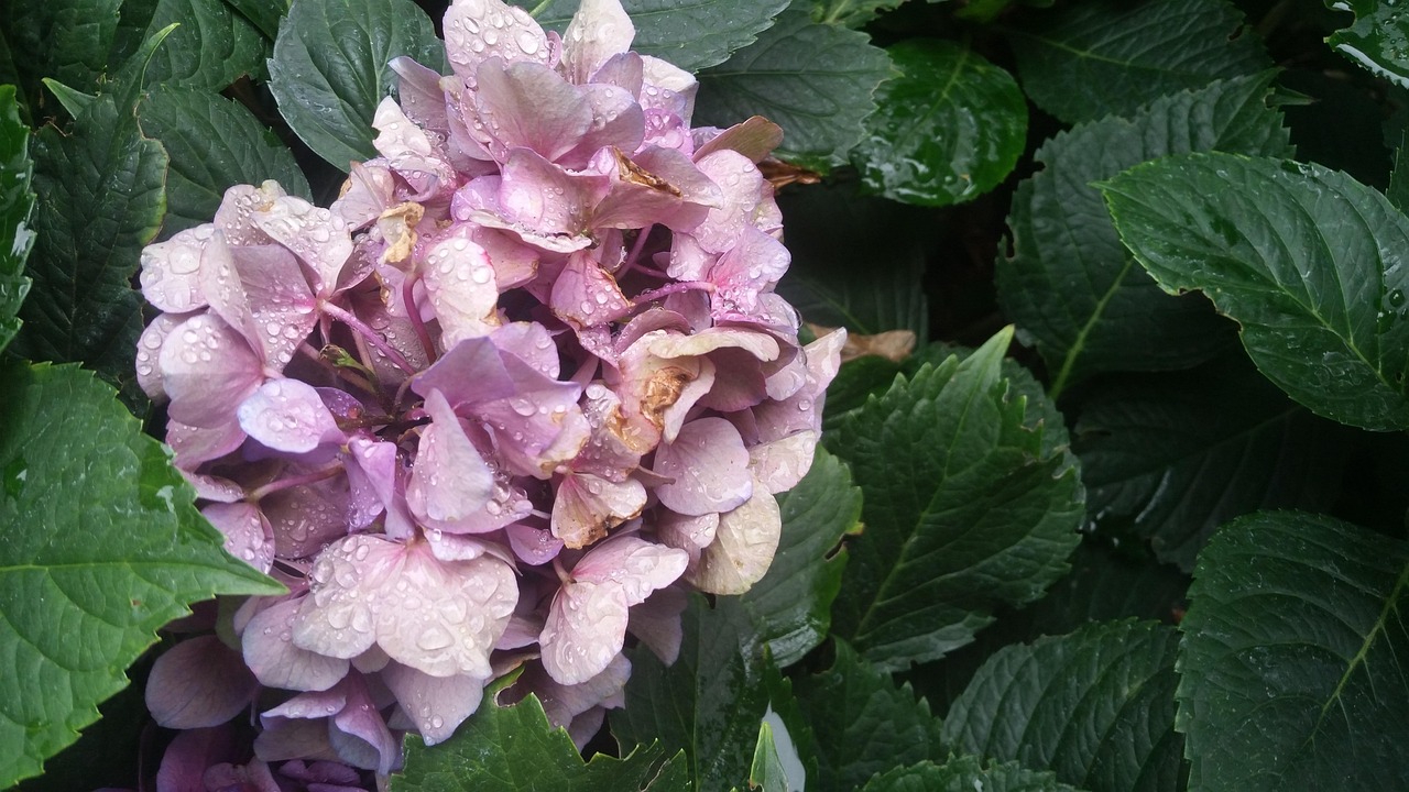 Flores Chuva Folhas - Foto gratuita no Pixabay - Pixabay