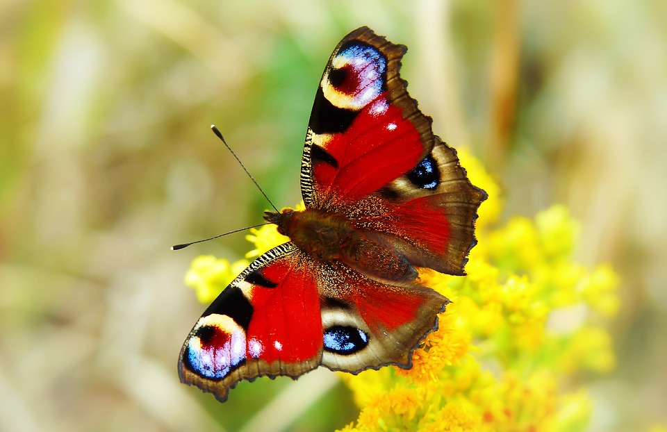 Fairy Peacock Insect Butterfly Day - Free photo on Pixabay - Pixabay