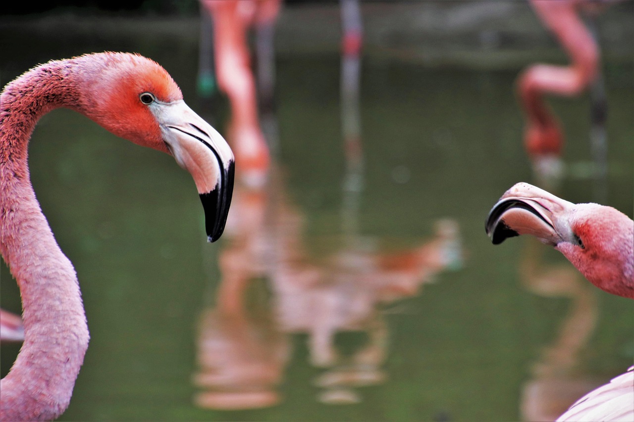 Flamants Roses Des Oiseaux Animaux - Photo gratuite sur Pixabay - Pixabay