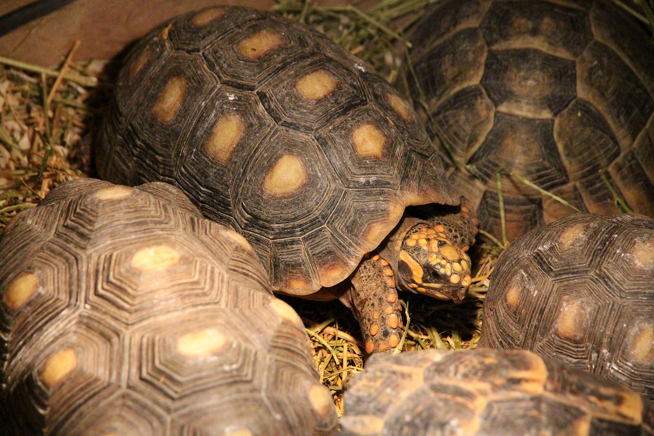 Tortuga El Carbón La - Foto gratis en Pixabay - Pixabay
