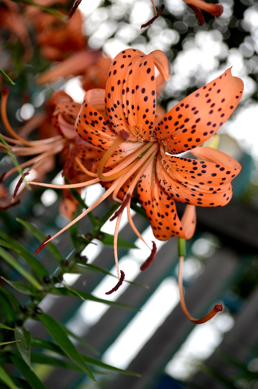Lily Tiger Orange - Free photo on Pixabay - Pixabay