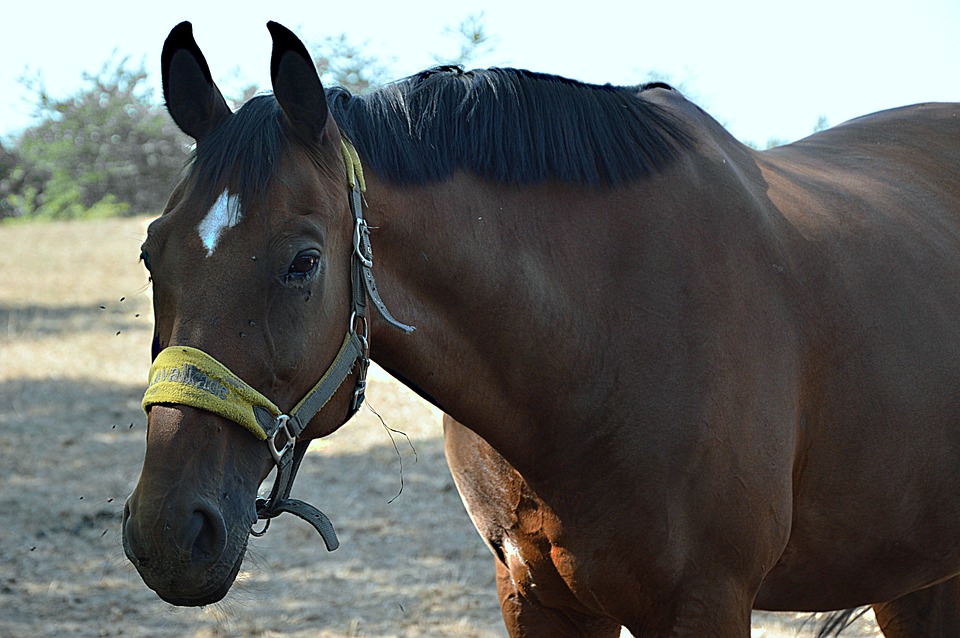 Animal Cavalo Égua - Foto gratuita no Pixabay - Pixabay