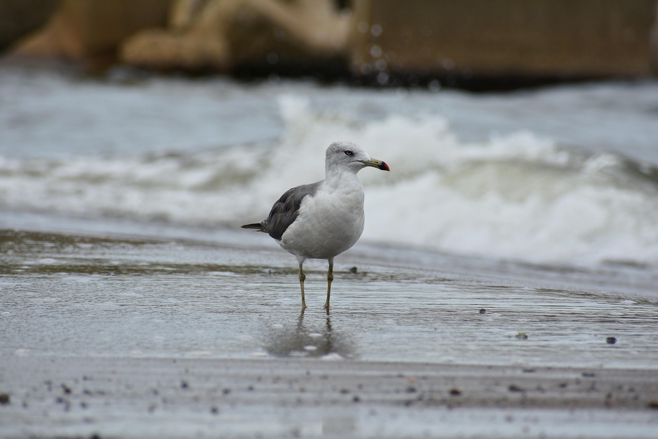 Animal Mar Playa - Foto gratis en Pixabay - Pixabay