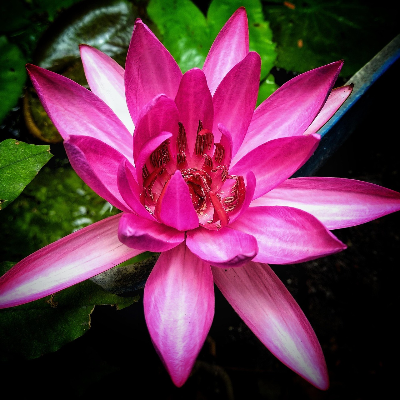 Bunga Bakung Mandi Air Warna Merah - Foto gratis di Pixabay - Pixabay