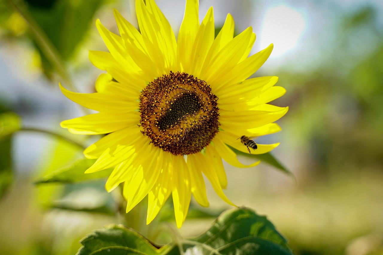 Flor Girasol Florecer - Foto gratis en Pixabay - Pixabay