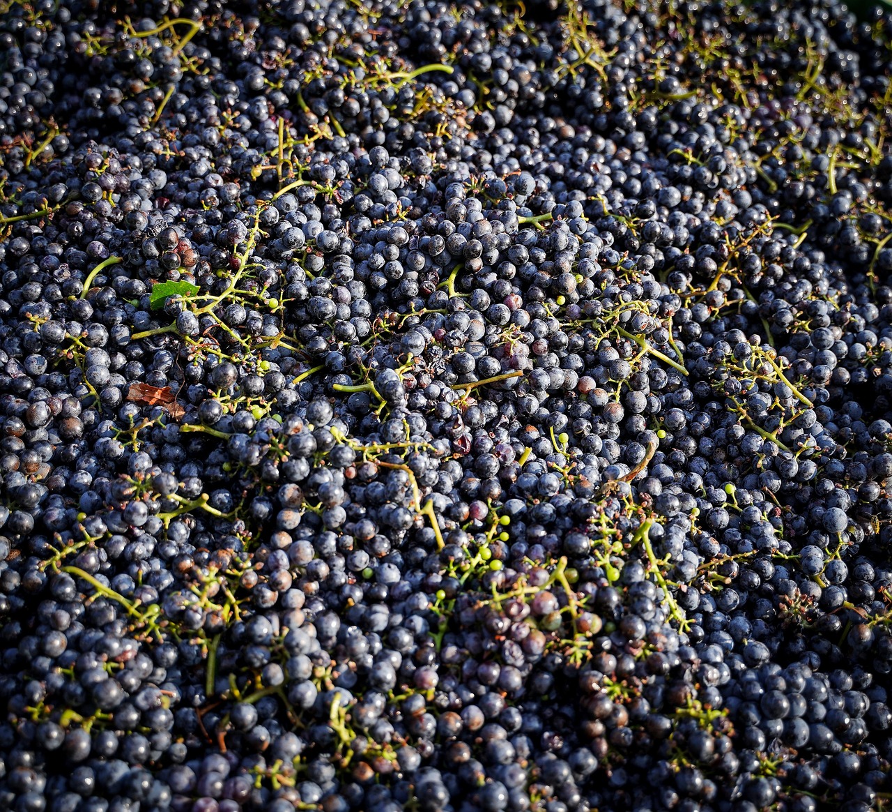 Uvas Cosecha Vides - Foto gratis en Pixabay - Pixabay