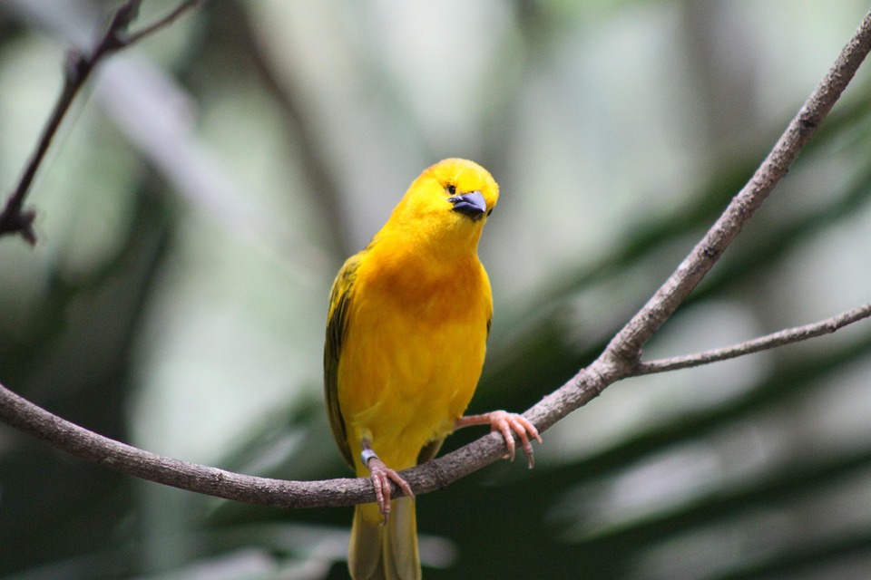 Yellow Bird Feather - Free photo on Pixabay