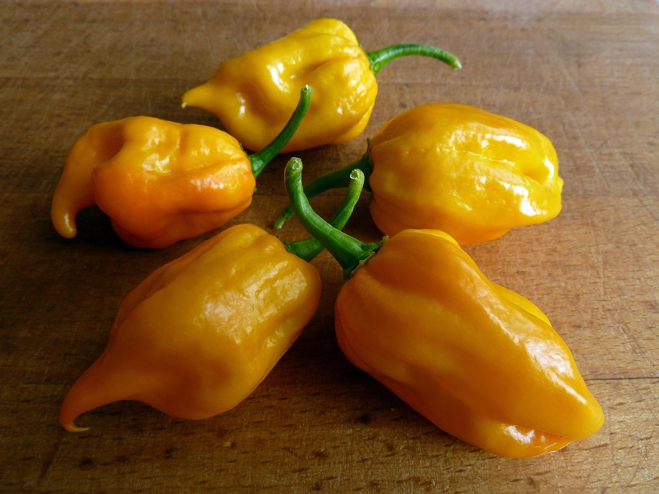 Chili Habanero Spicy - Free photo on Pixabay - Pixabay