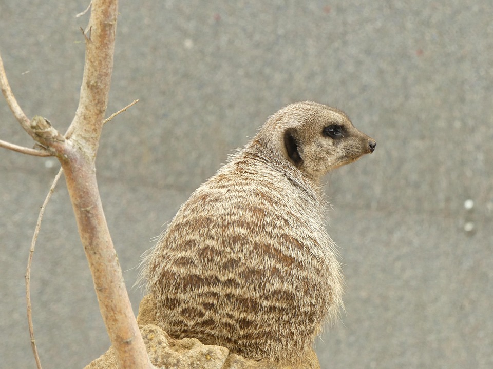 Suricata Animal Pelagem - Foto gratuita no Pixabay - Pixabay