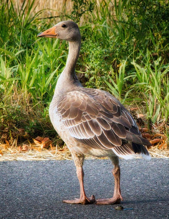 Oie Sauvage Oiseau Oiseaux - Photo gratuite sur Pixabay