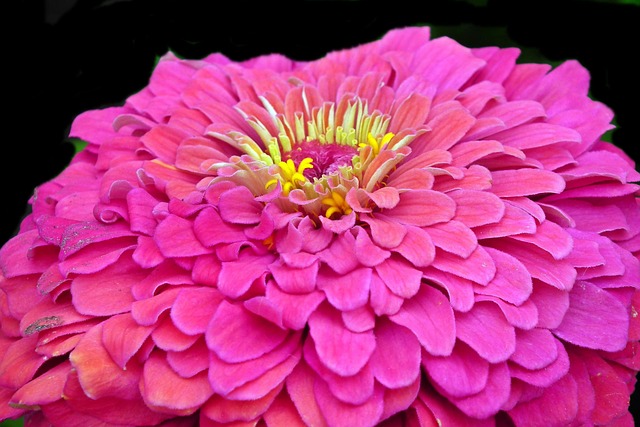 Flor Zinnia El Verano - Foto gratis en Pixabay - Pixabay