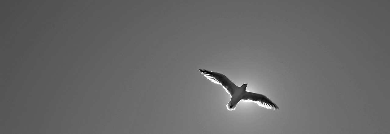 Gaviota Animal Pájaro - Foto gratis en Pixabay - Pixabay
