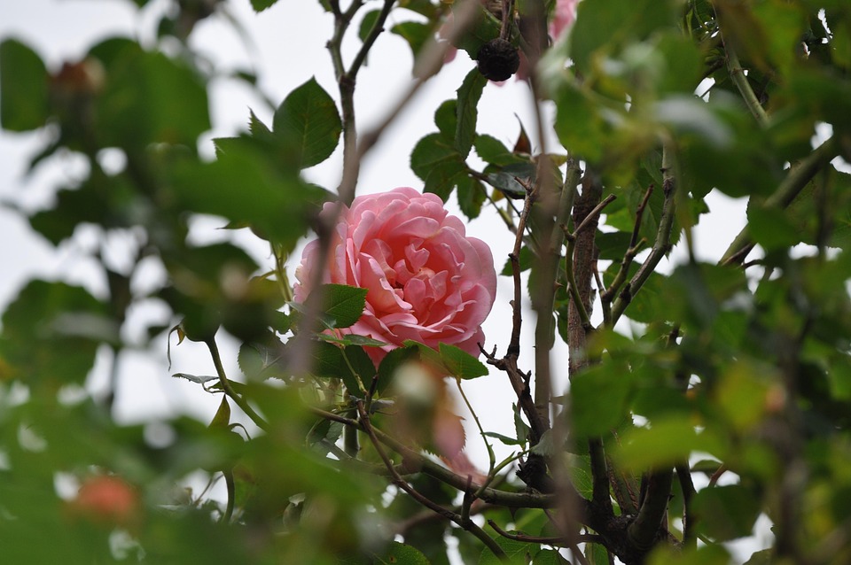 Pinke Rose Blume Green - Kostenloses Foto auf Pixabay - Pixabay