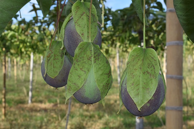 Colombia Fruit - Free photo on Pixabay