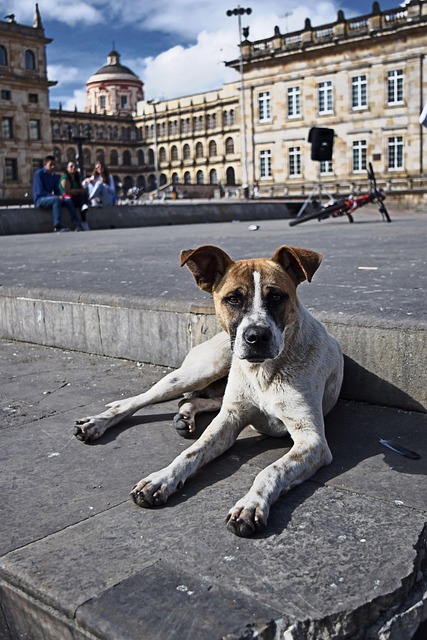 Bogotá Cachorro Colômbia - Foto gratuita no Pixabay