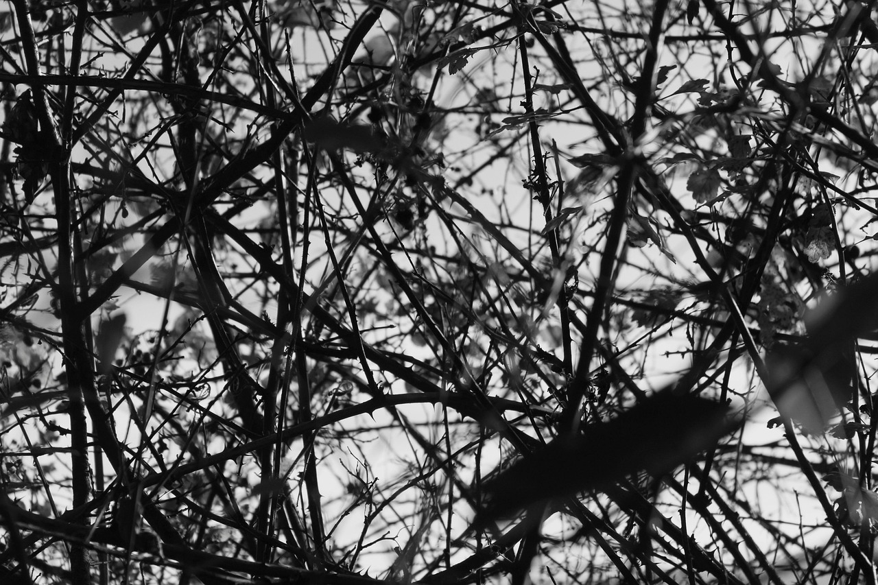 Thorns Black-And-White Plant - Free photo on Pixabay
