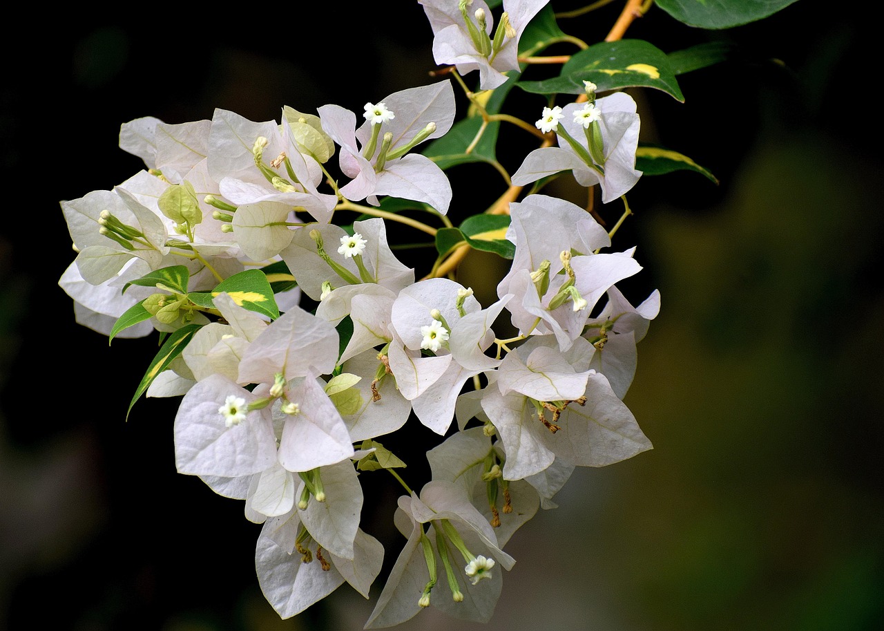 Flor Blanco Bloom - Foto gratis en Pixabay - Pixabay