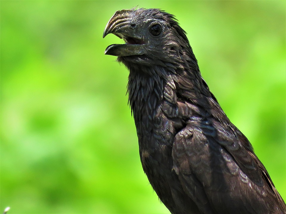 Groove-Billed Ani Nut - Kostenloses Foto auf Pixabay - Pixabay