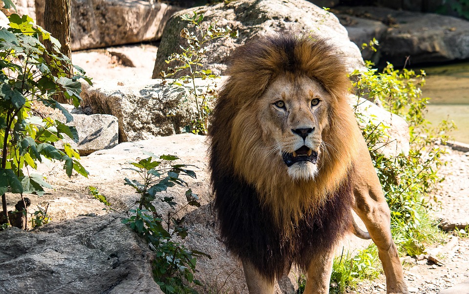 Lion Prédateur Gros Chat Animal - Photo gratuite sur Pixabay - Pixabay