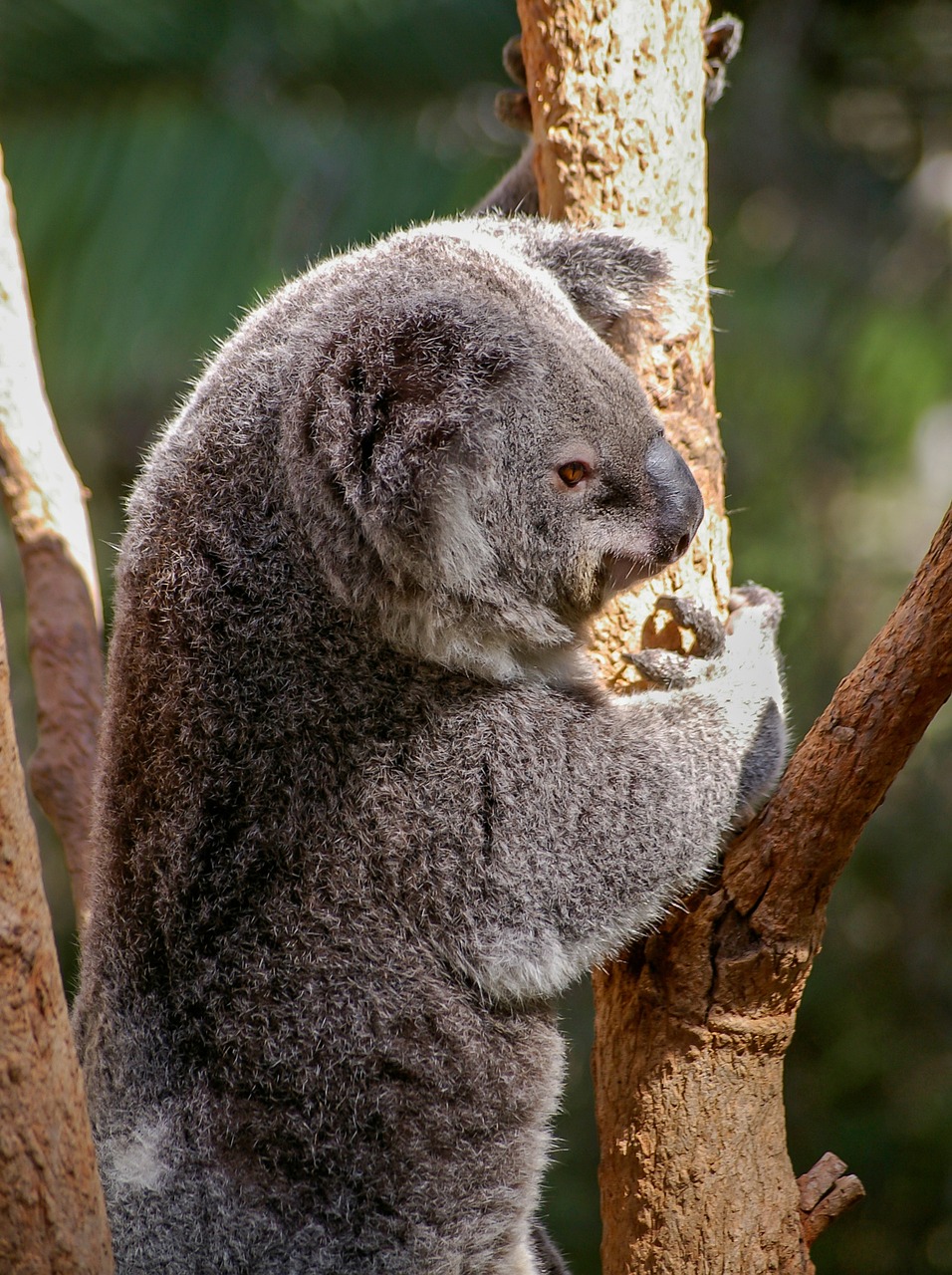 Koala Ours Marsupial - Photo gratuite sur Pixabay - Pixabay