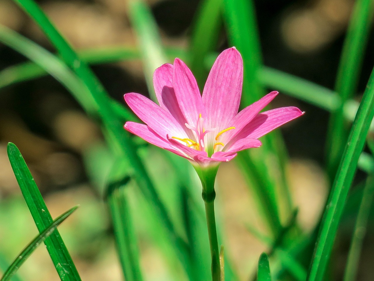 Tempestade Azul Flor Natural - Foto gratuita no Pixabay - Pixabay